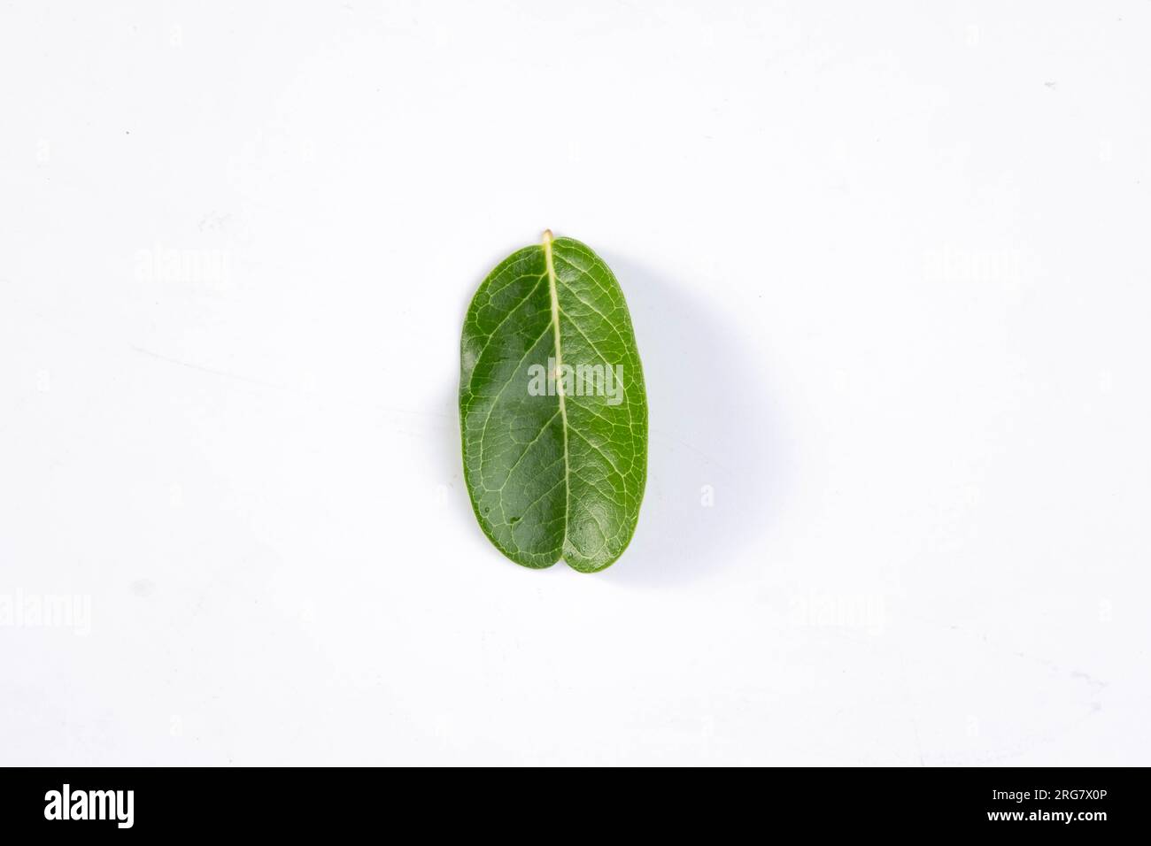 One green leaf of a tropical tree isolated on white background Stock ...