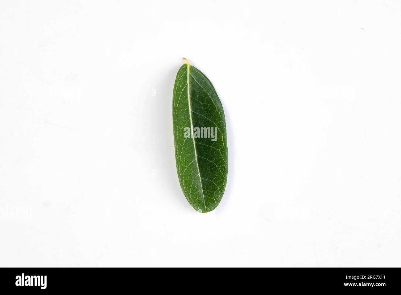 One green leaf of a tropical tree isolated on white background Stock ...