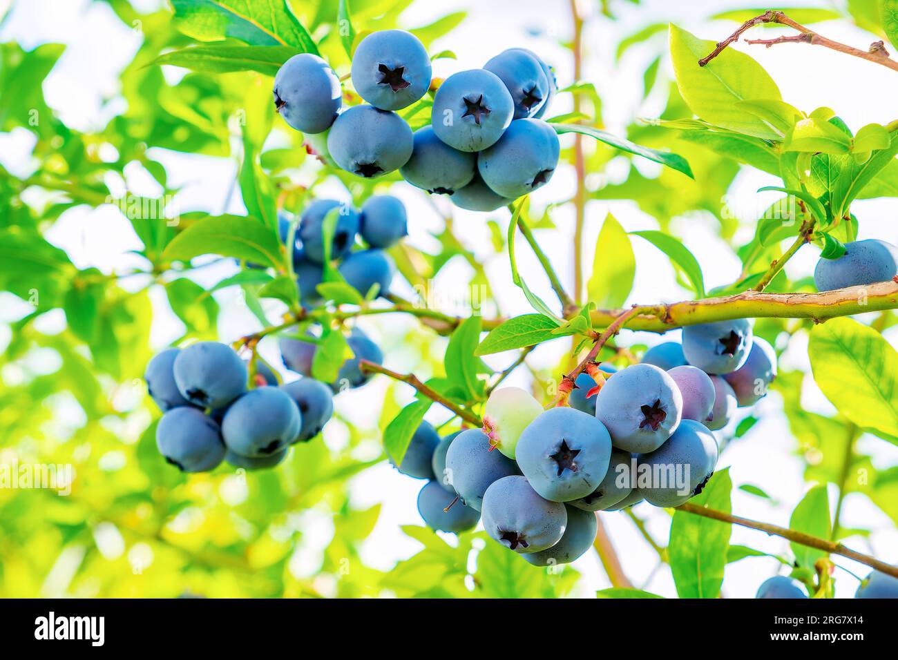 Blueberries. Bunches of ripe large berries on the bush of the blueberry ...