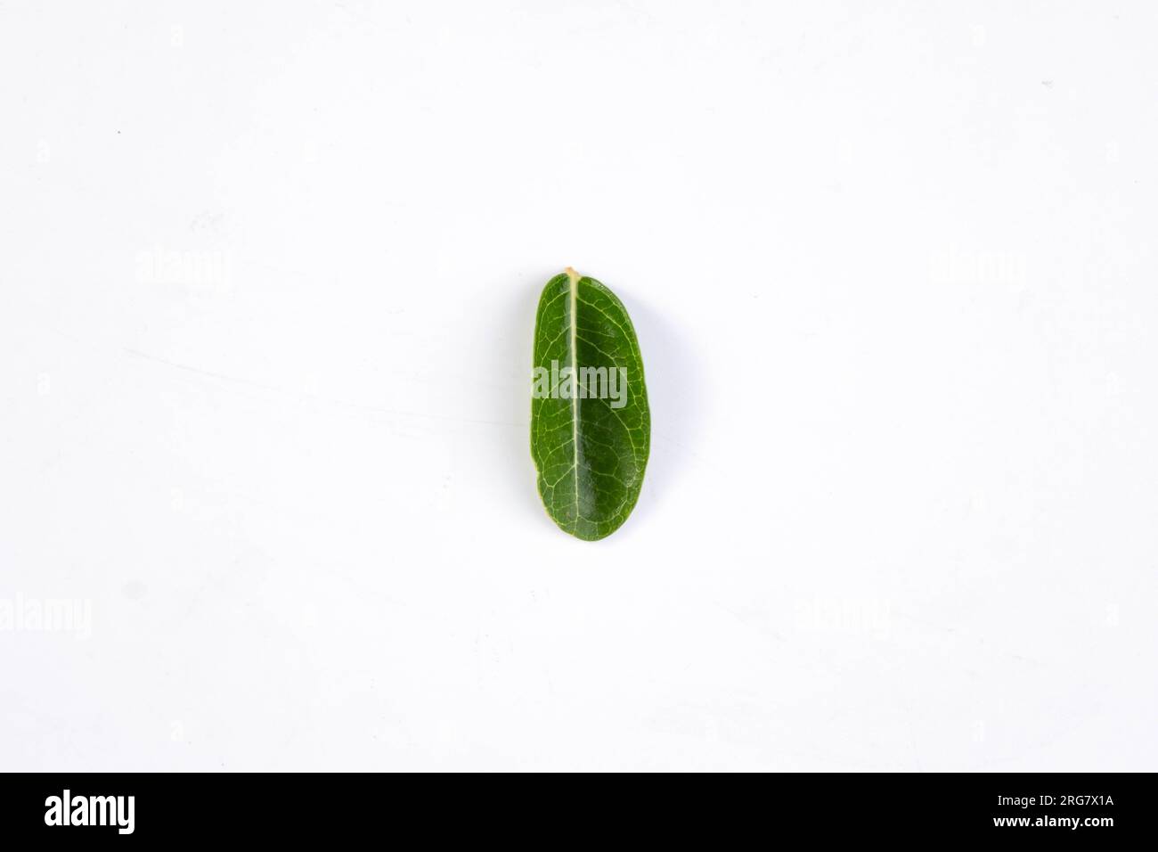 One green leaf of a tropical tree isolated on white background Stock ...