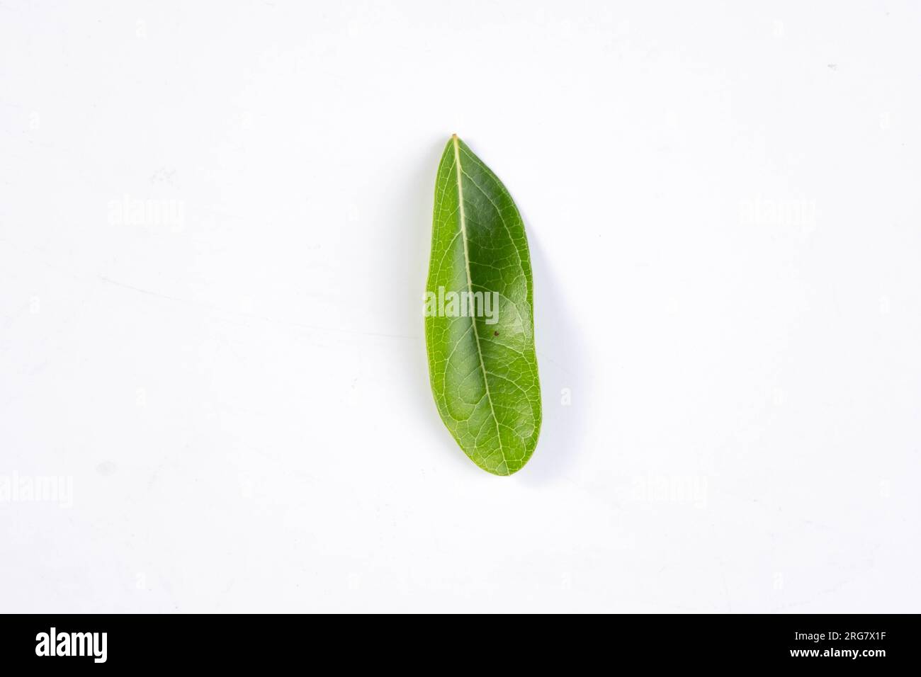 One green leaf of a tropical tree isolated on white background Stock ...