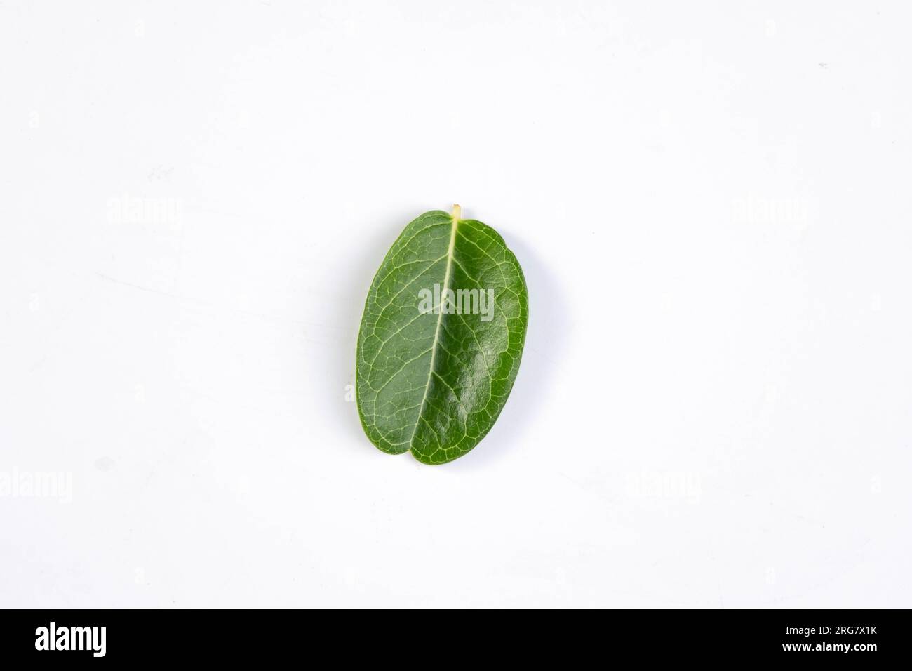 One green leaf of a tropical tree isolated on white background Stock ...