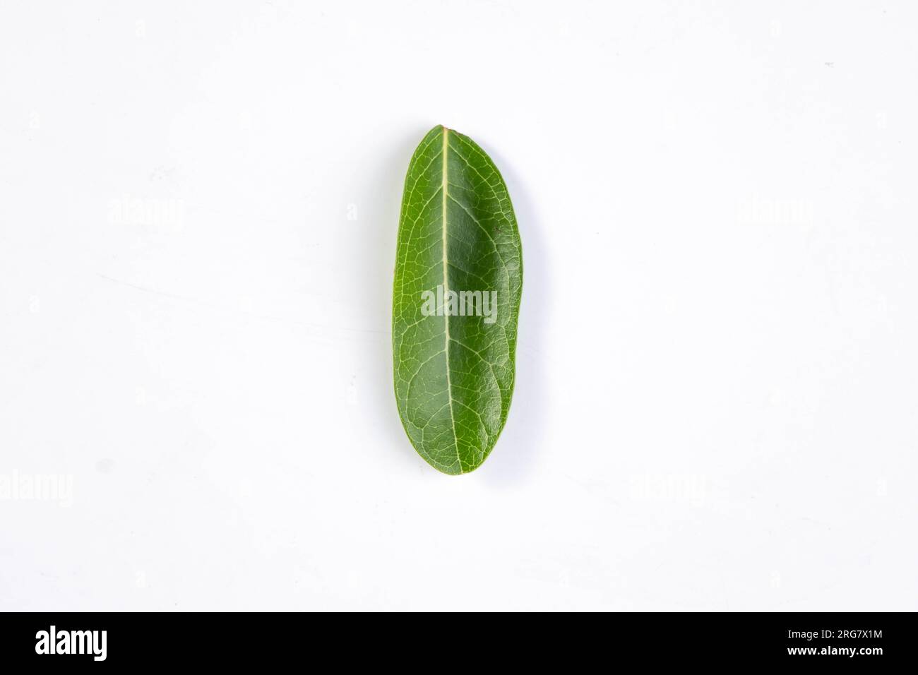One green leaf of a tropical tree isolated on white background Stock ...