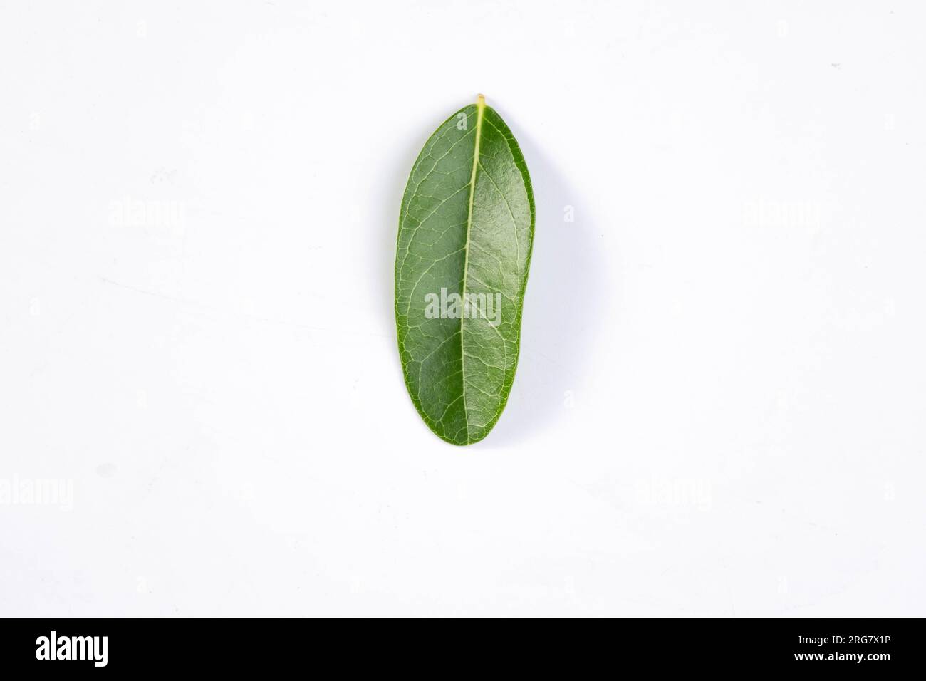 One green leaf of a tropical tree isolated on white background Stock ...