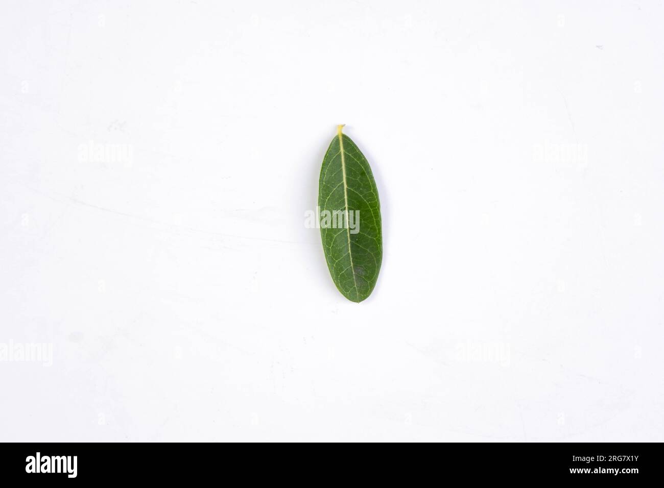 One green leaf of a tropical tree isolated on white background Stock ...