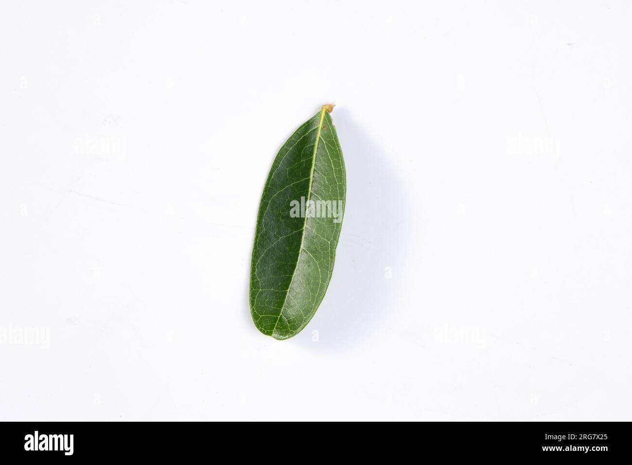 One green leaf of a tropical tree isolated on white background Stock ...