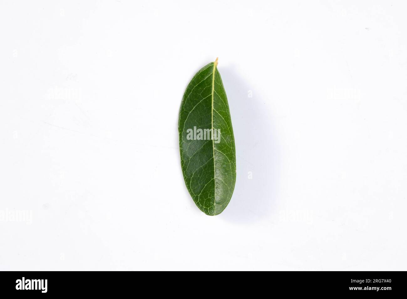 One green leaf of a tropical tree isolated on white background Stock ...