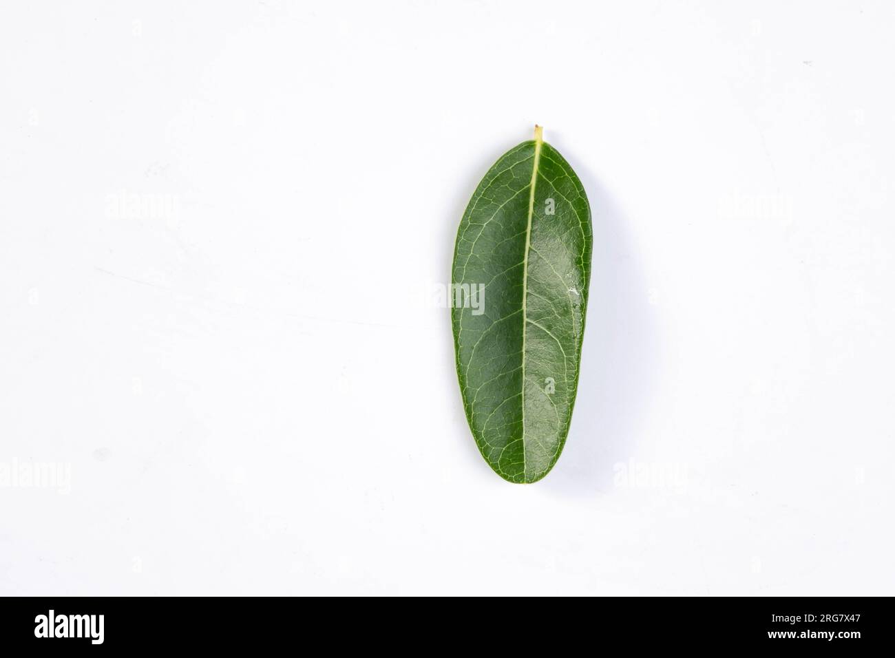 One green leaf of a tropical tree isolated on white background Stock ...