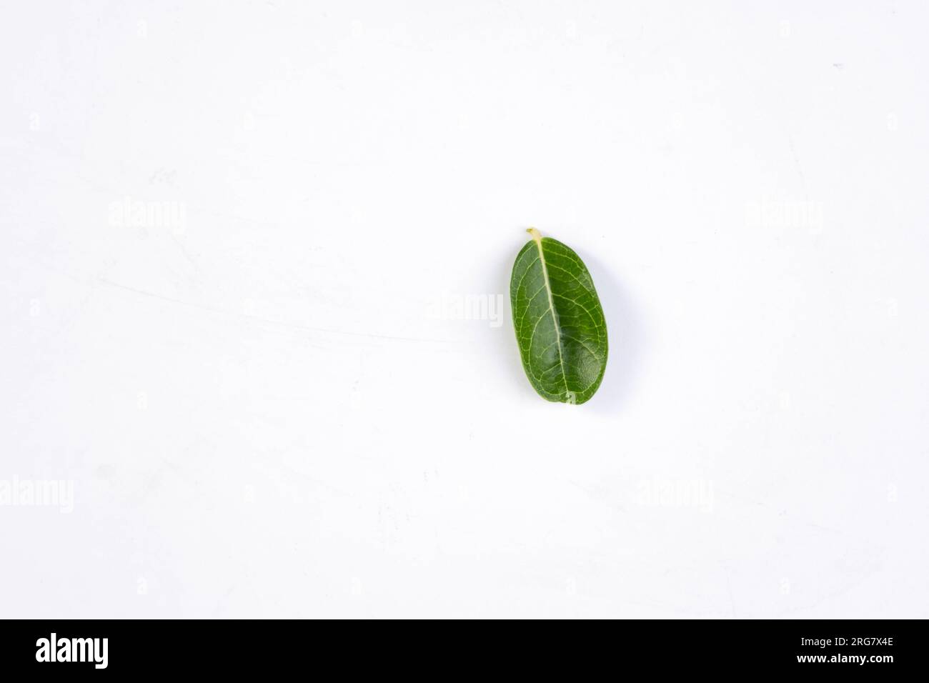 One green leaf of a tropical tree isolated on white background Stock ...