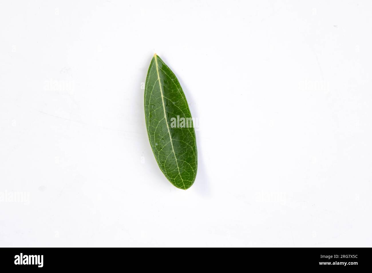 One green leaf of a tropical tree isolated on white background Stock ...