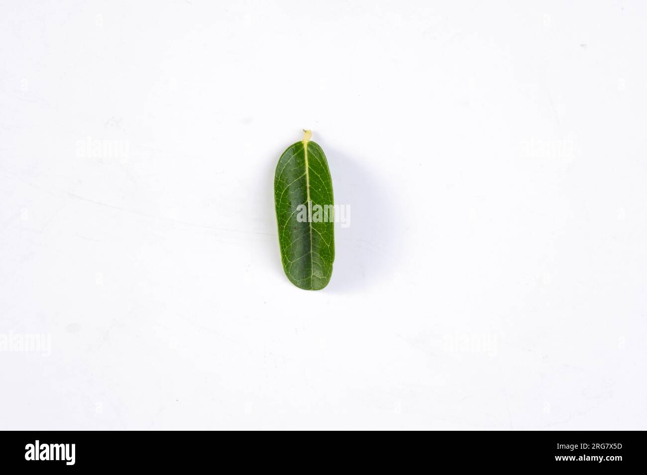 One green leaf of a tropical tree isolated on white background Stock ...