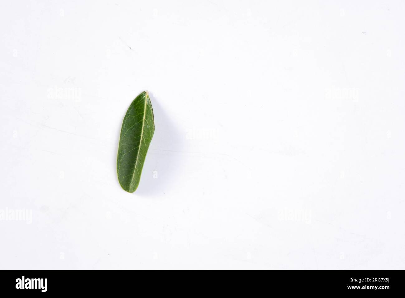 One green leaf of a tropical tree isolated on white background Stock ...