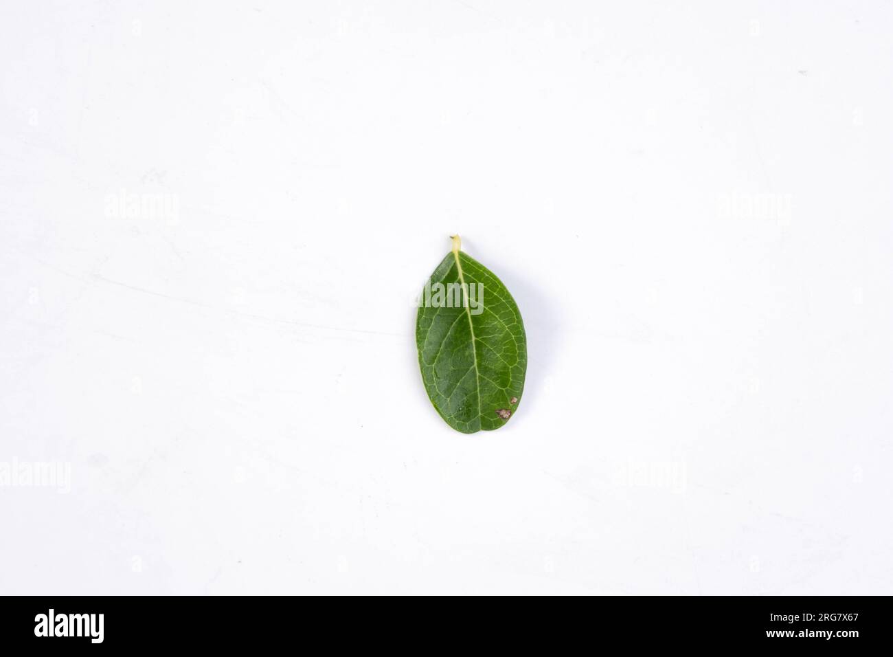 One green leaf of a tropical tree isolated on white background Stock ...