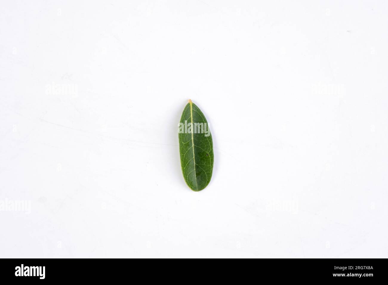 One green leaf of a tropical tree isolated on white background Stock ...