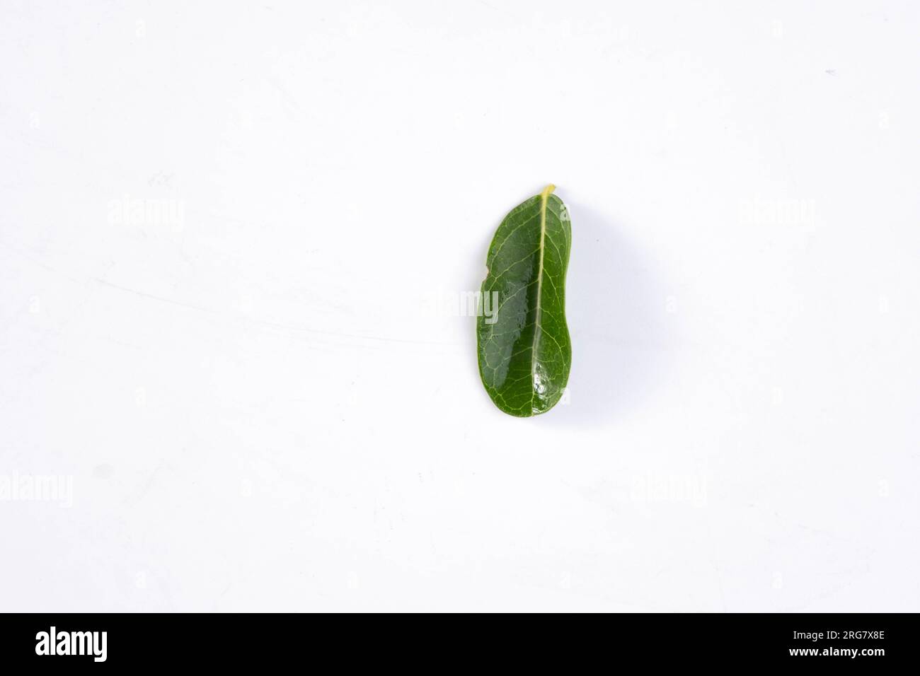 One green leaf of a tropical tree isolated on white background Stock ...