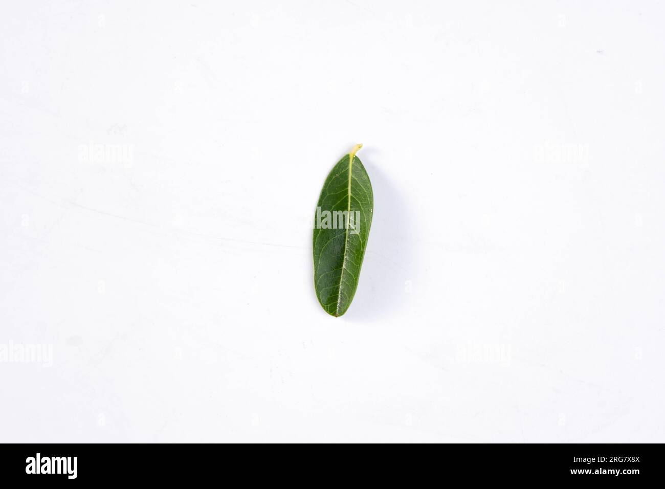One green leaf of a tropical tree isolated on white background Stock ...