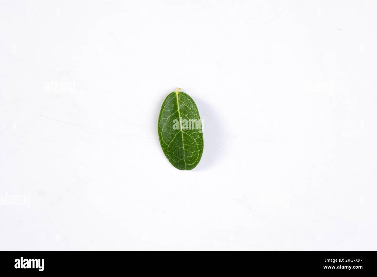 One green leaf of a tropical tree isolated on white background Stock ...
