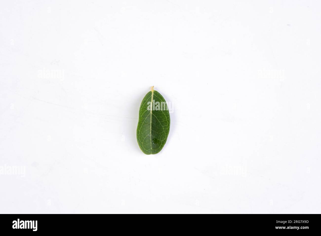 One green leaf of a tropical tree isolated on white background Stock ...