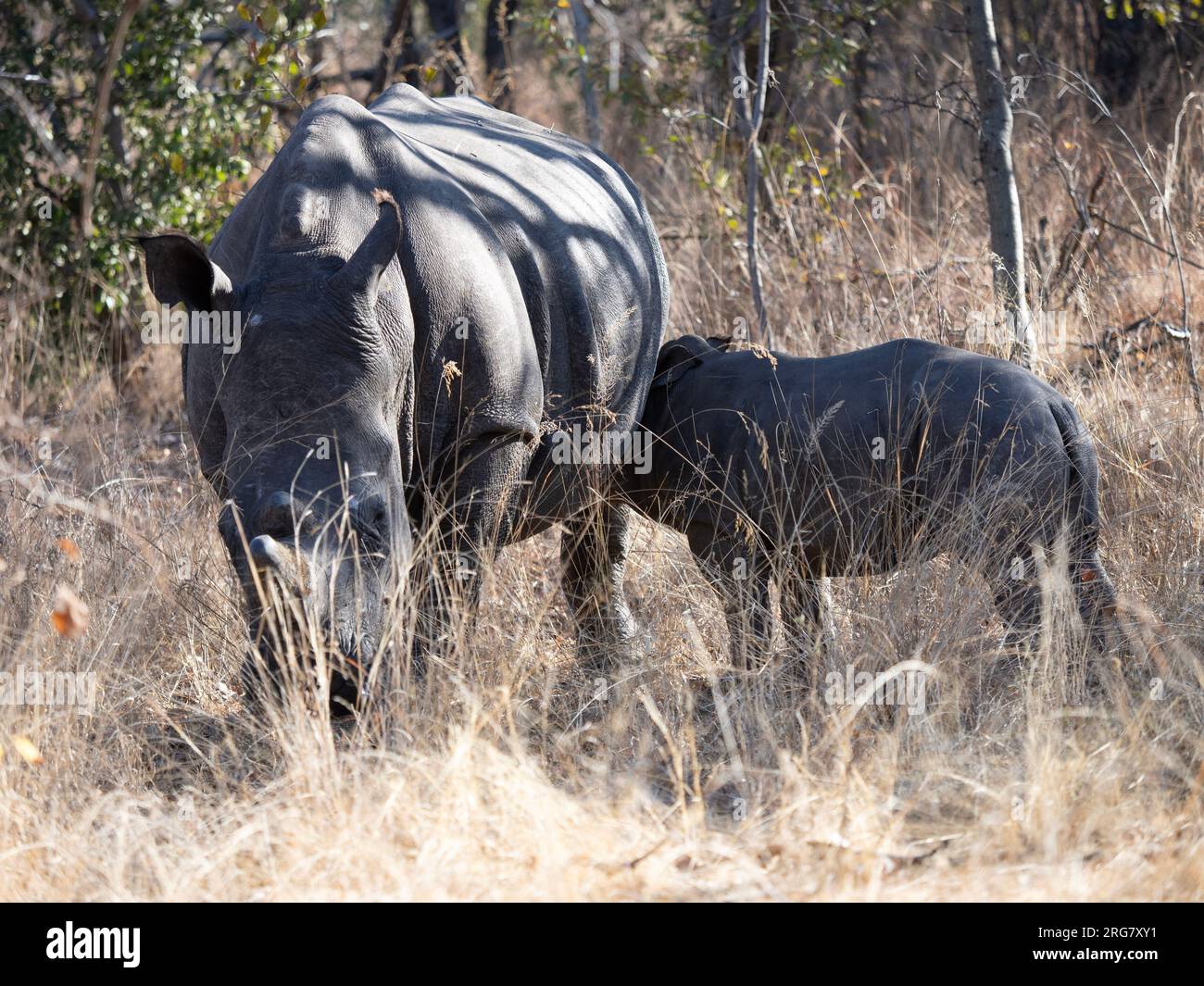 White rhino with her calf feeding from her milk Stock Photo - Alamy