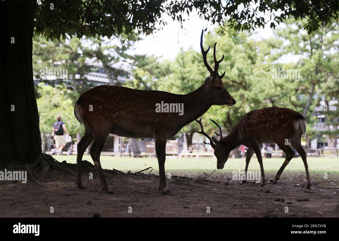 Deer take rests in the shade at Nara Park in Nara on Aug.8, 2023. The ...