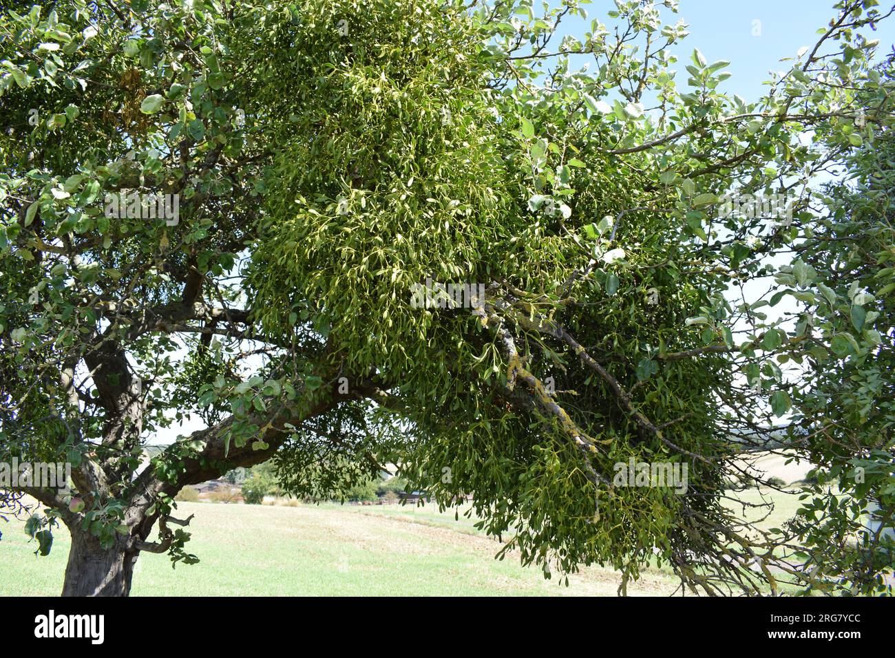 Huge mistletoe hi-res stock photography and images - Alamy