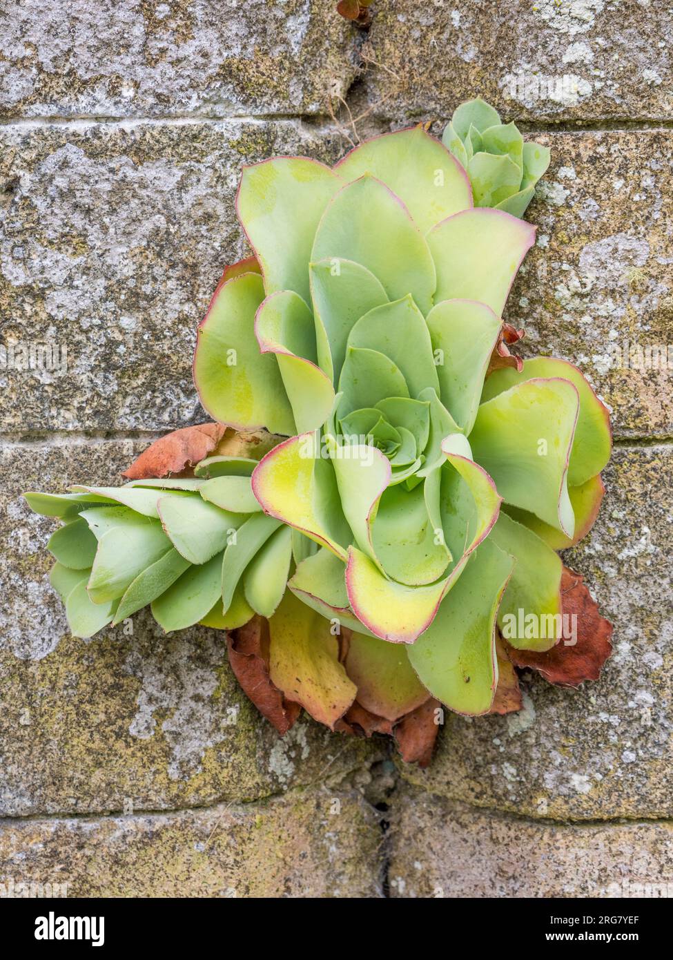 Succulent Plants, Growing on the Wall of Tresco Abbey, Tresco Abbey ...