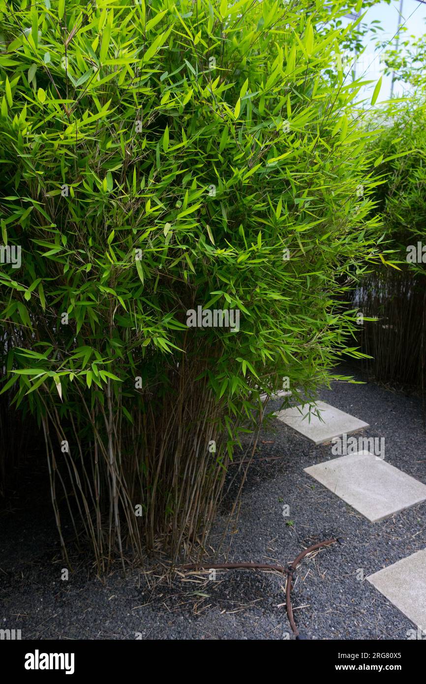 Evergreen, Bamboo, Fargesia murielae, Modern, plants growing Garden ...