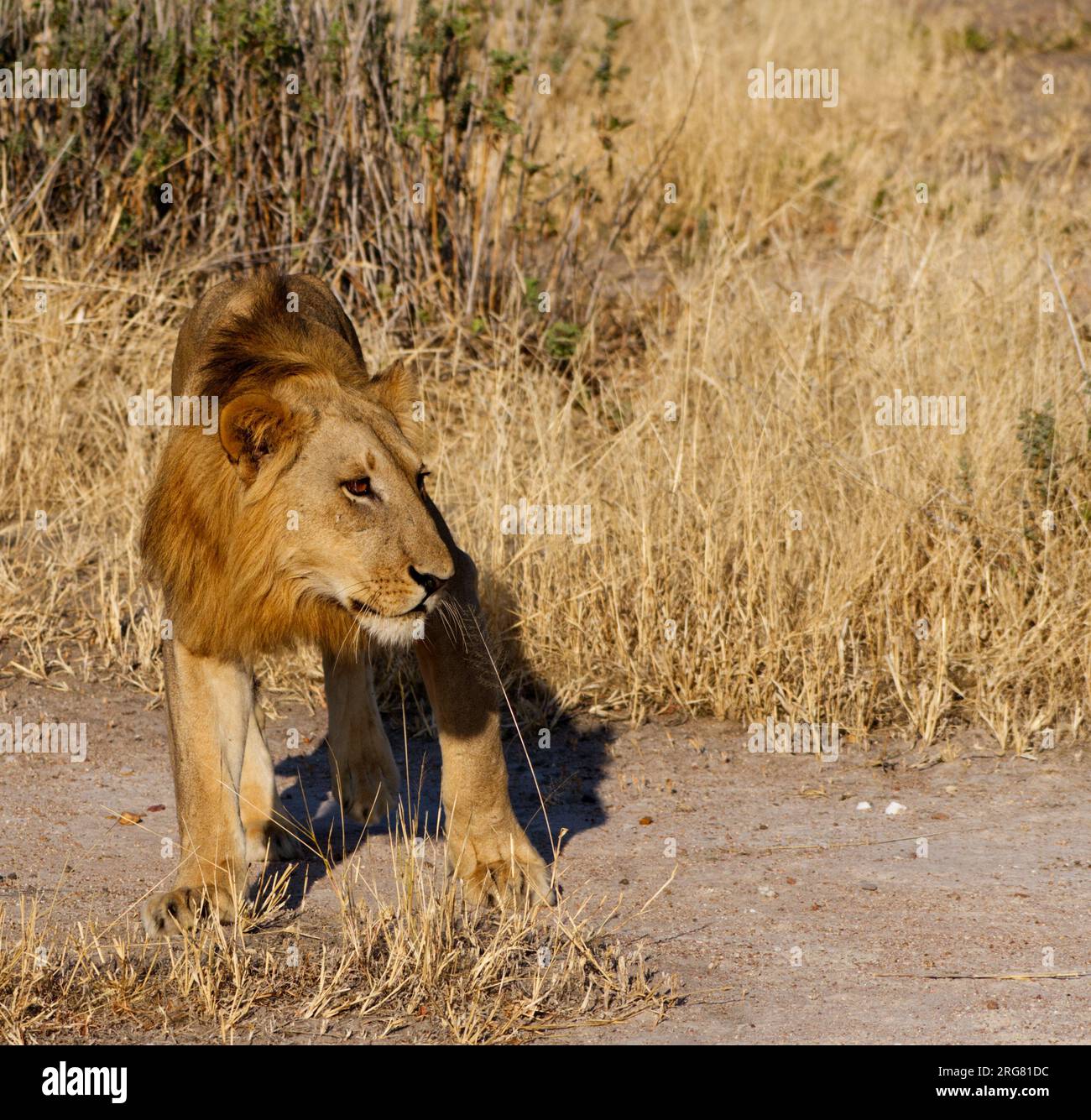 Lion in grassland hi-res stock photography and images - Alamy