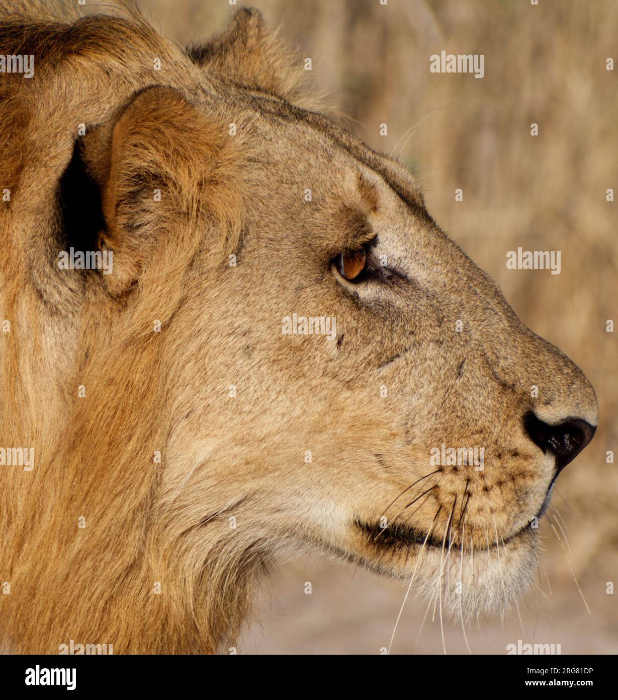 Male has orange eyes hi-res stock photography and images - Alamy
