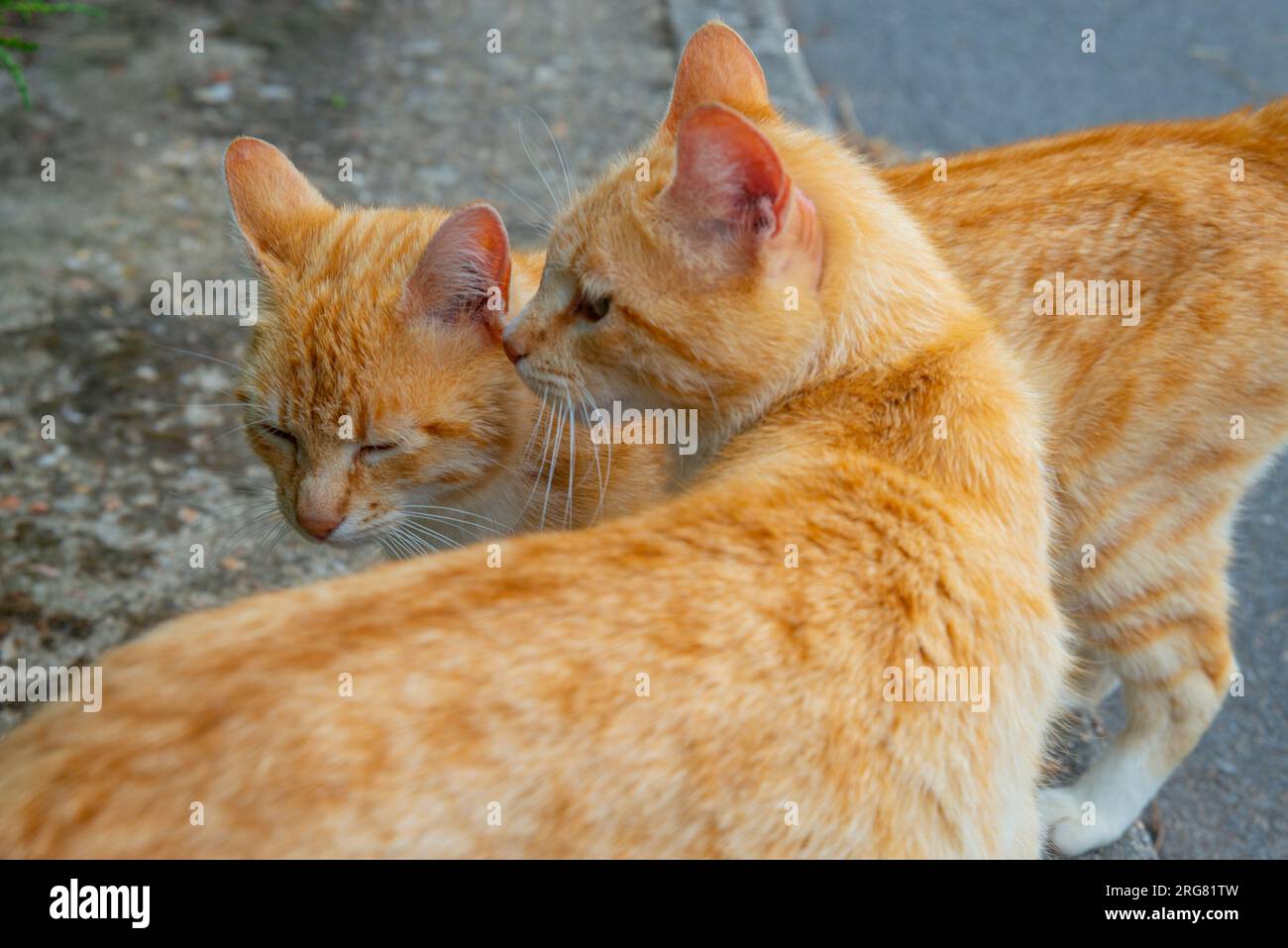Two cats in contact Stock Photo - Alamy
