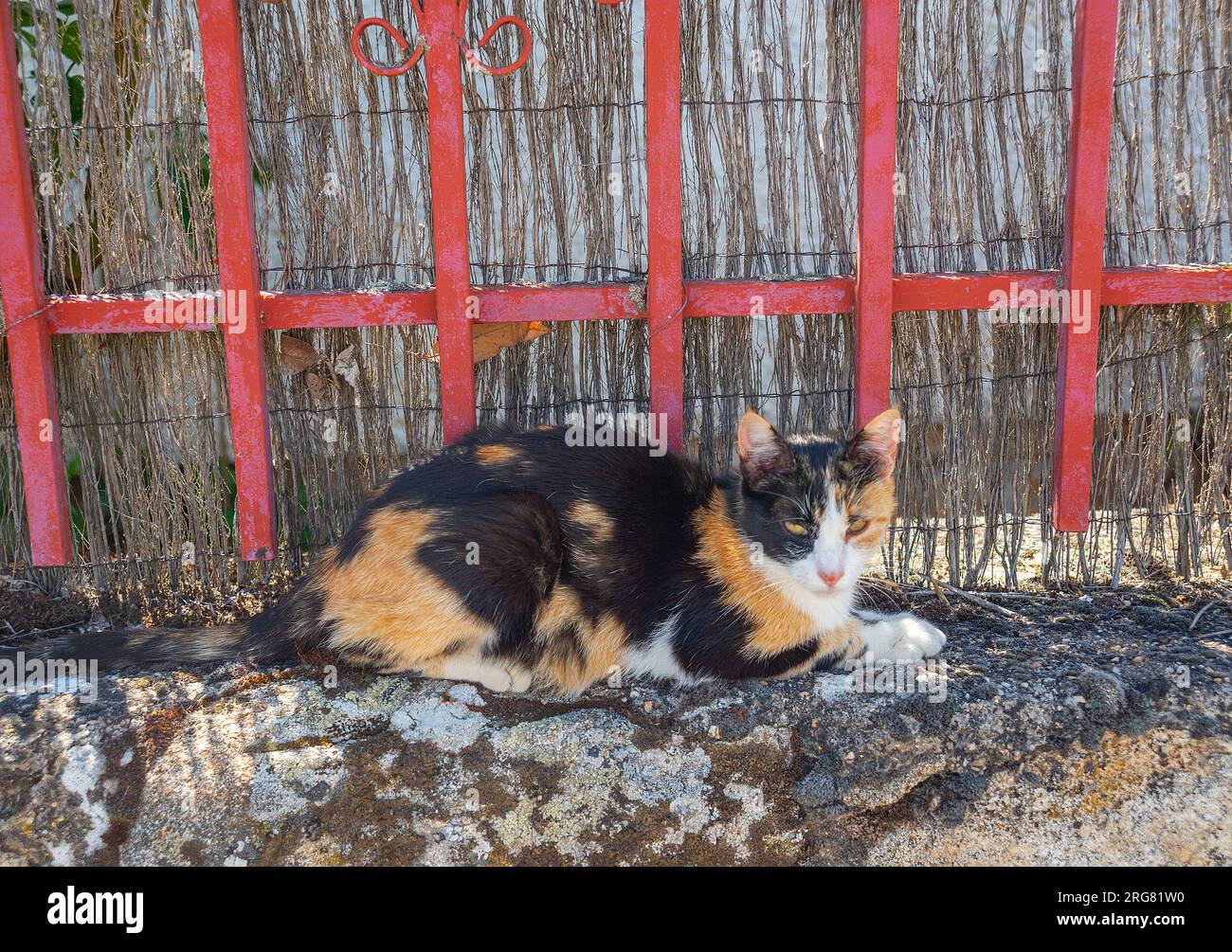 Calico color hi-res stock photography and images - Alamy