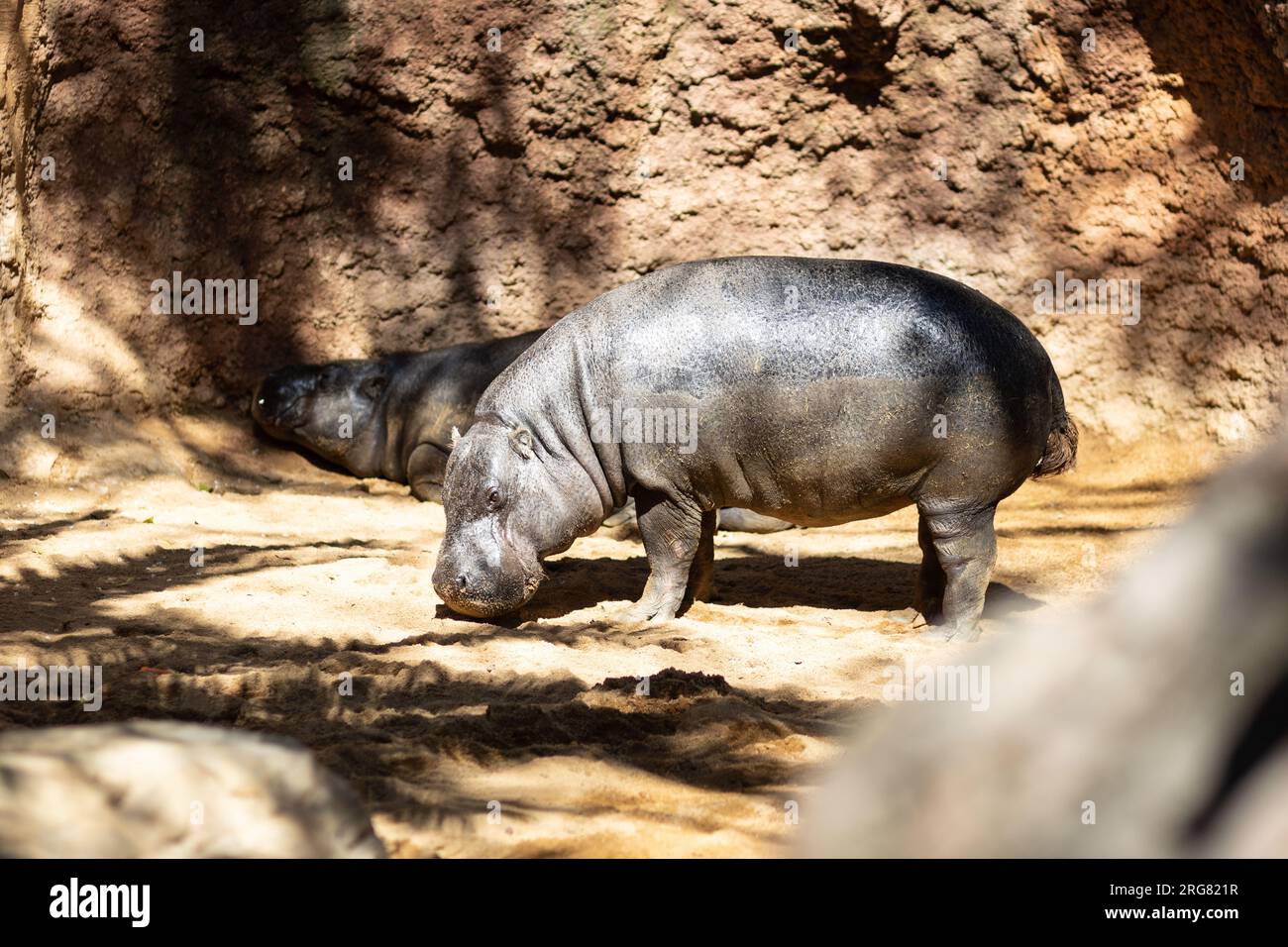 The common hippopotamus, Hippopotamus amphibius, or hippo, is a large ...