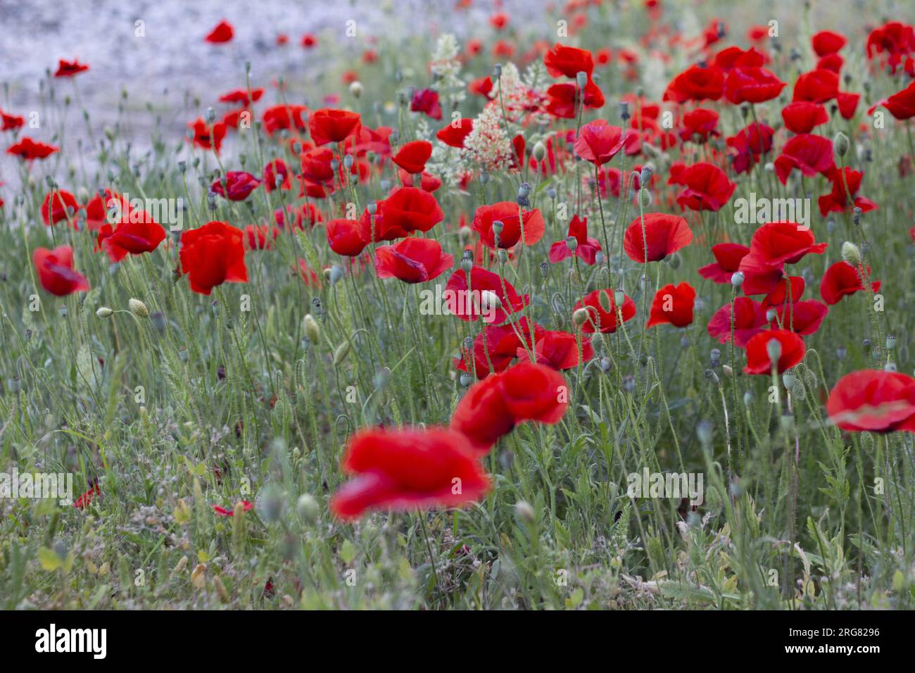Poppy field, highlights the red color of the flower petals. Horizontal ...