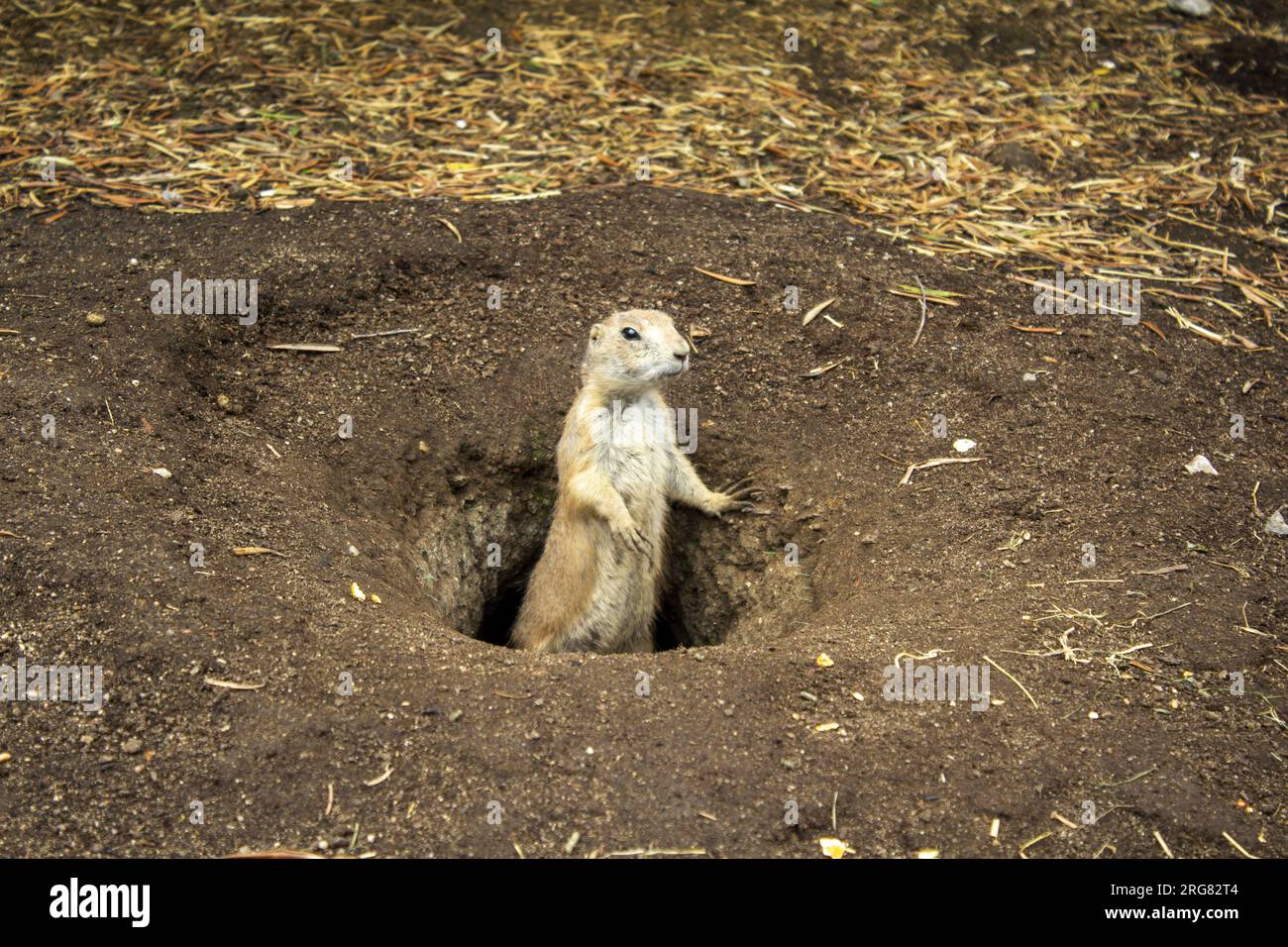 Full shot of a cute prairie dog peeking out of a borrow in a zoo ...
