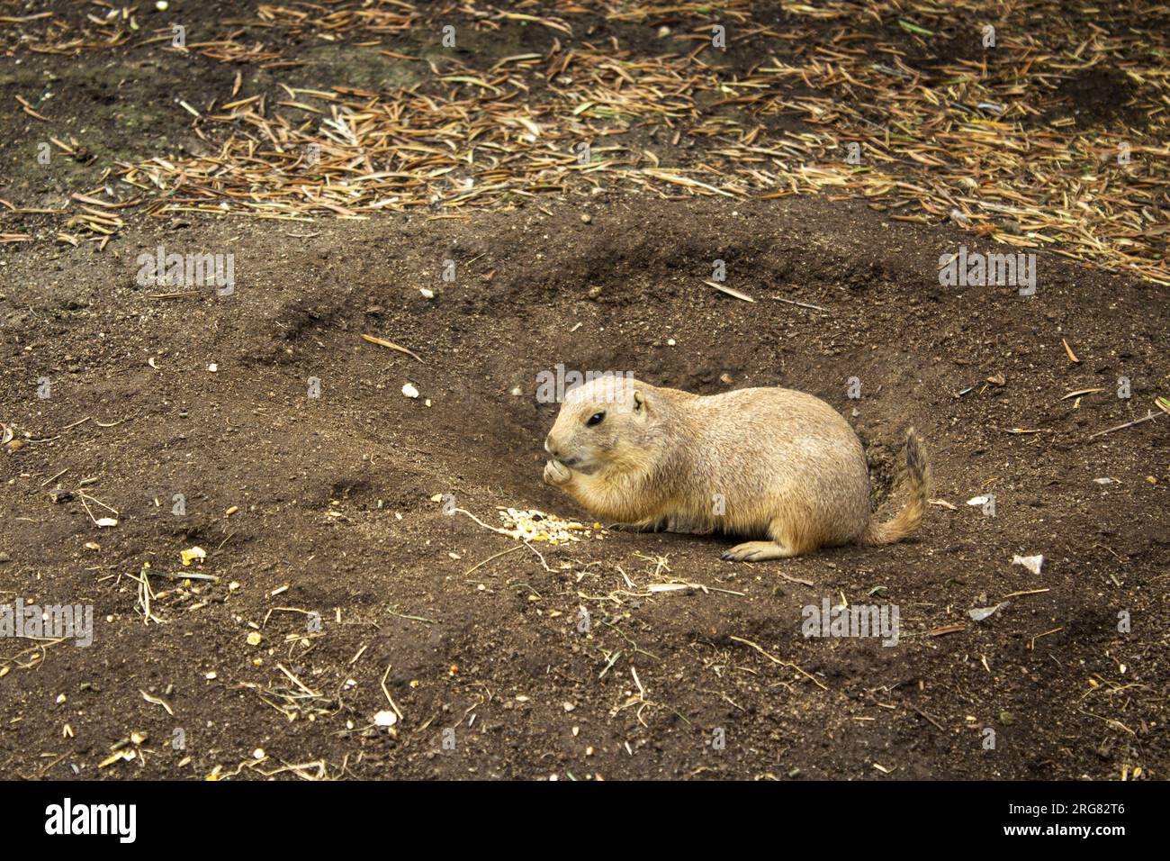 Full shot of a cute prairie dog eating grain in a zoo. Horizontal view ...
