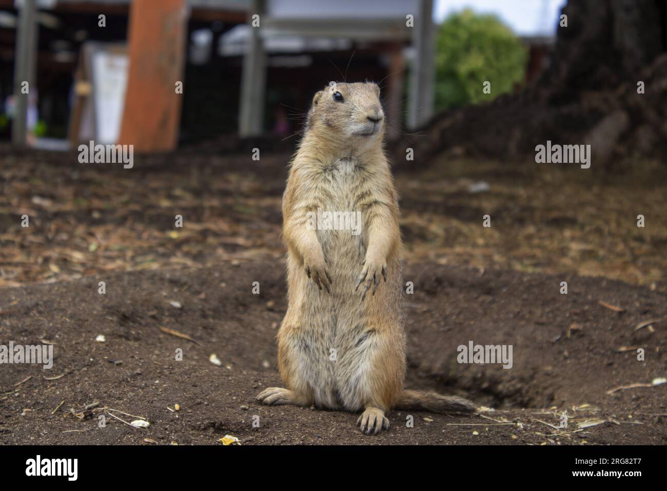 Cute horizontal hi-res stock photography and images - Alamy