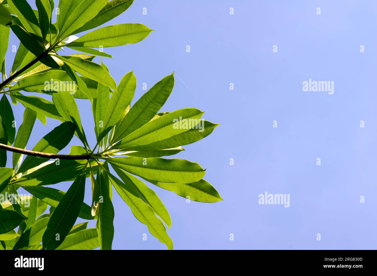 Alstonia scholaris, commonly called blackboard tree with blue sky ...