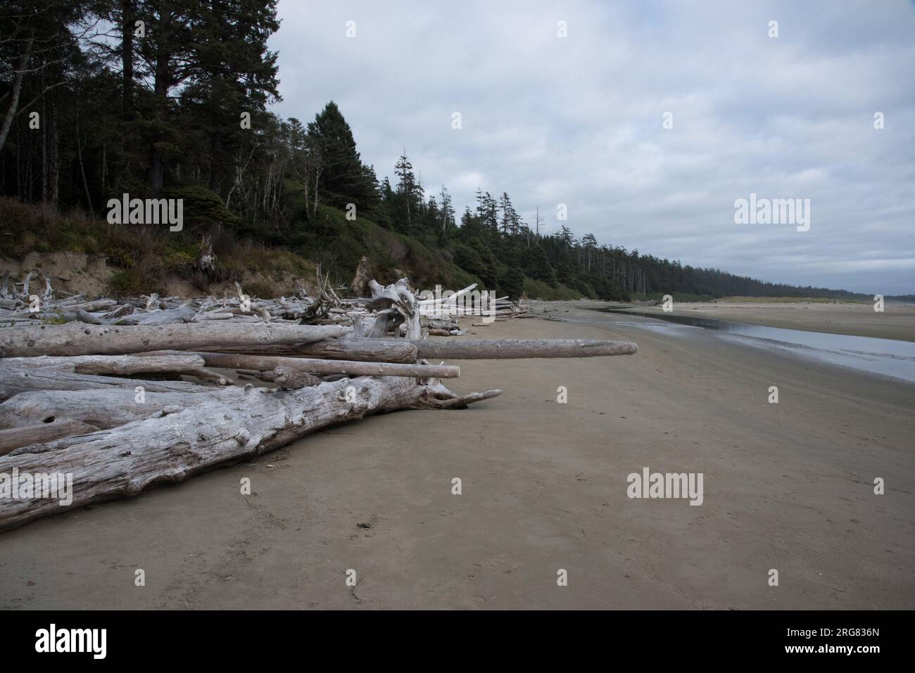 Pacific Rim National Park at west coast of Vancouver Island is covered ...