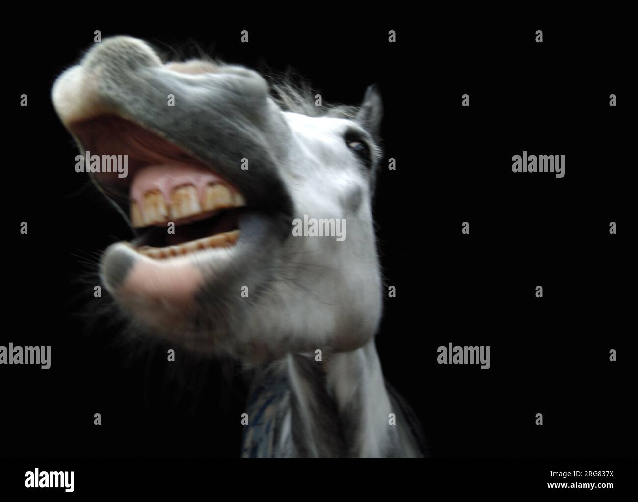 close-up of the head of a white horse neighing Stock Photo - Alamy