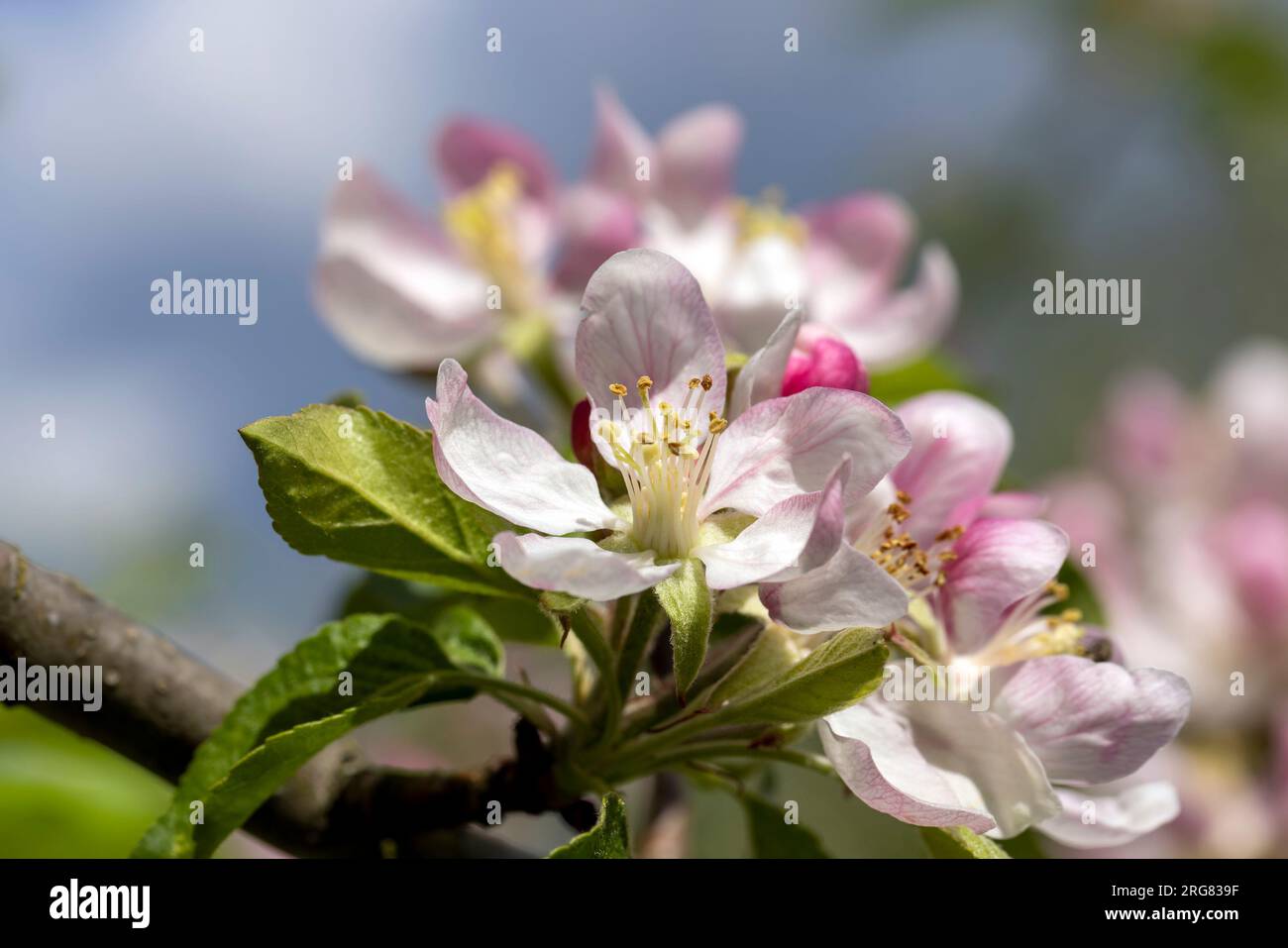 A beautiful blooming apple tree in a spring orchard, white and red ...