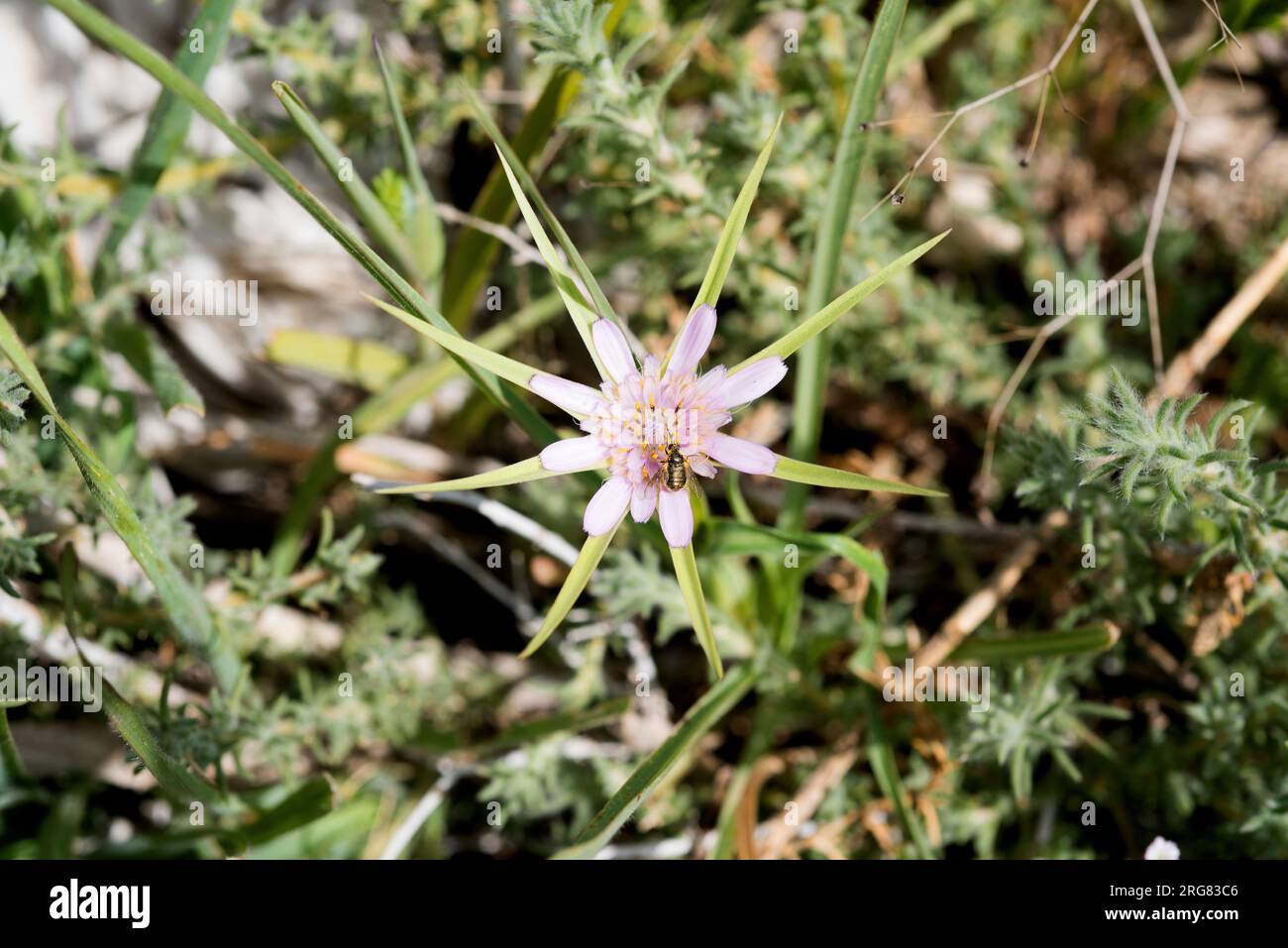 Slender salsify hi-res stock photography and images - Alamy