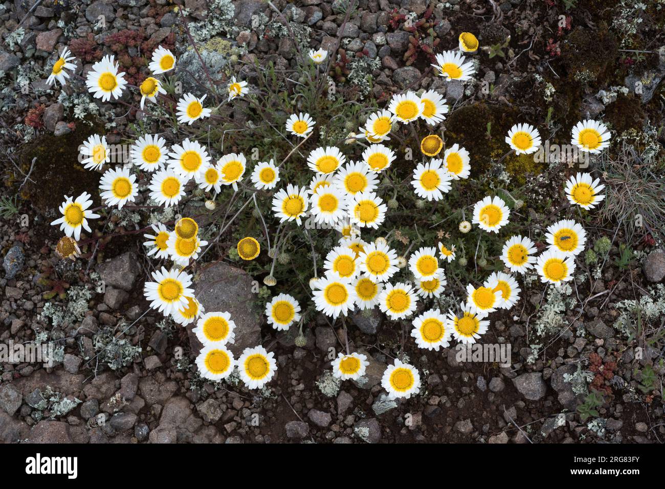 Leucanthemopsis pallida is a perennial herb endemic to Spain. Plantae ...