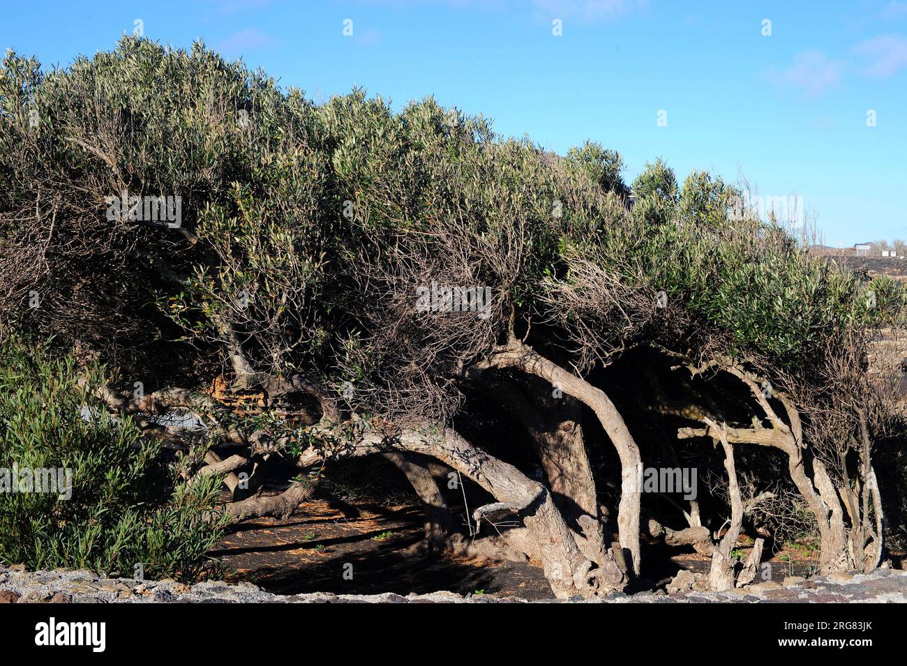 Red-eyed wattle or western coastal wattle (Acacia cyclops) is a small ...