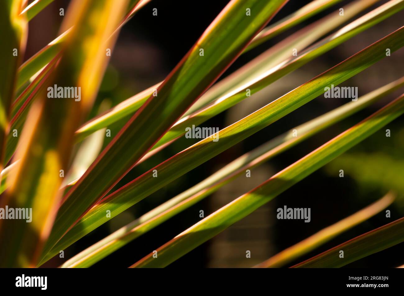 Dracaena marginata Tricolor, rainbow tree, shallow focus for background ...