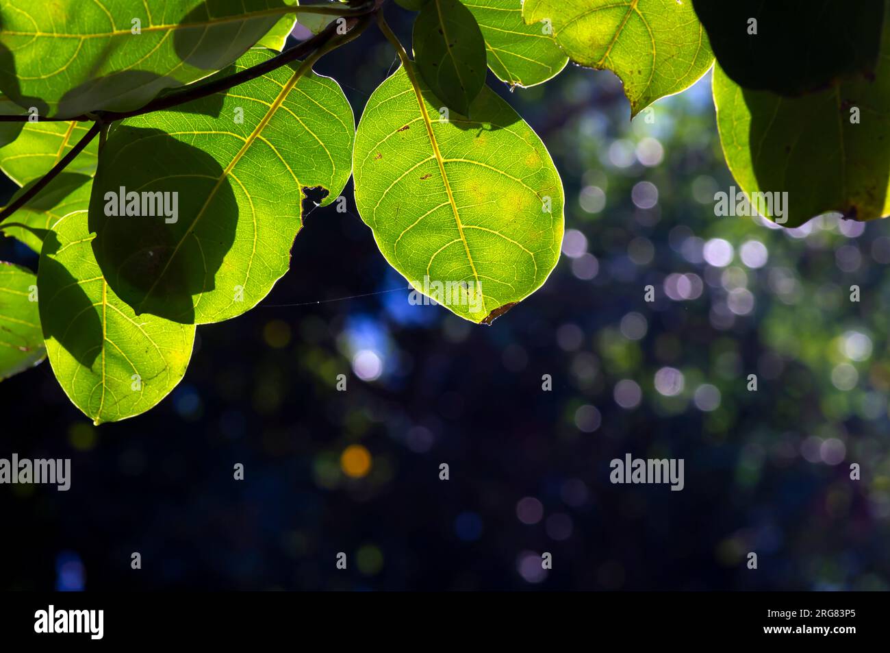 Joho plant (Terminalia bellirica) leaves known as Bahera or Beleric, green plant with ith a ...