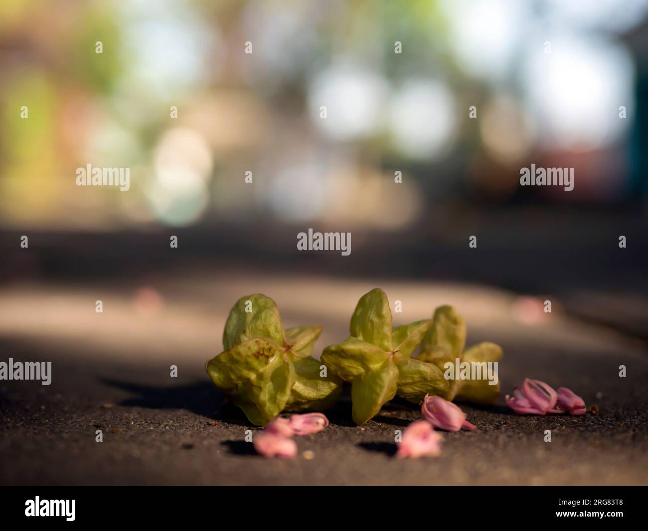 Tahongai hi-res stock photography and images - Alamy