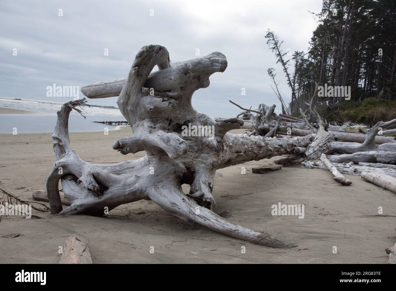 Pacific Rim National Park at west coast of Vancouver Island is covered ...