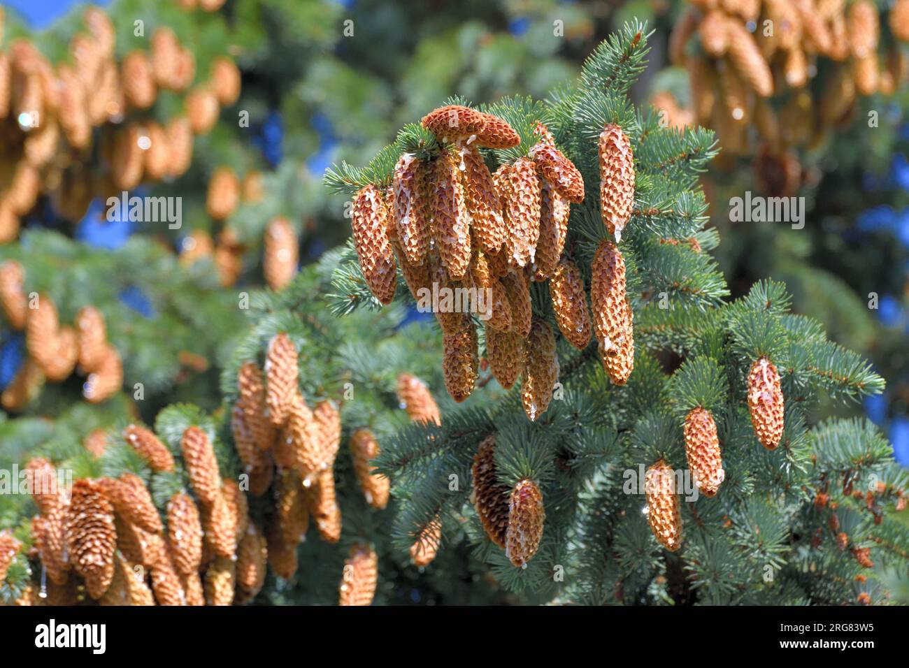 Spruce branches with lots of cones Stock Photo - Alamy