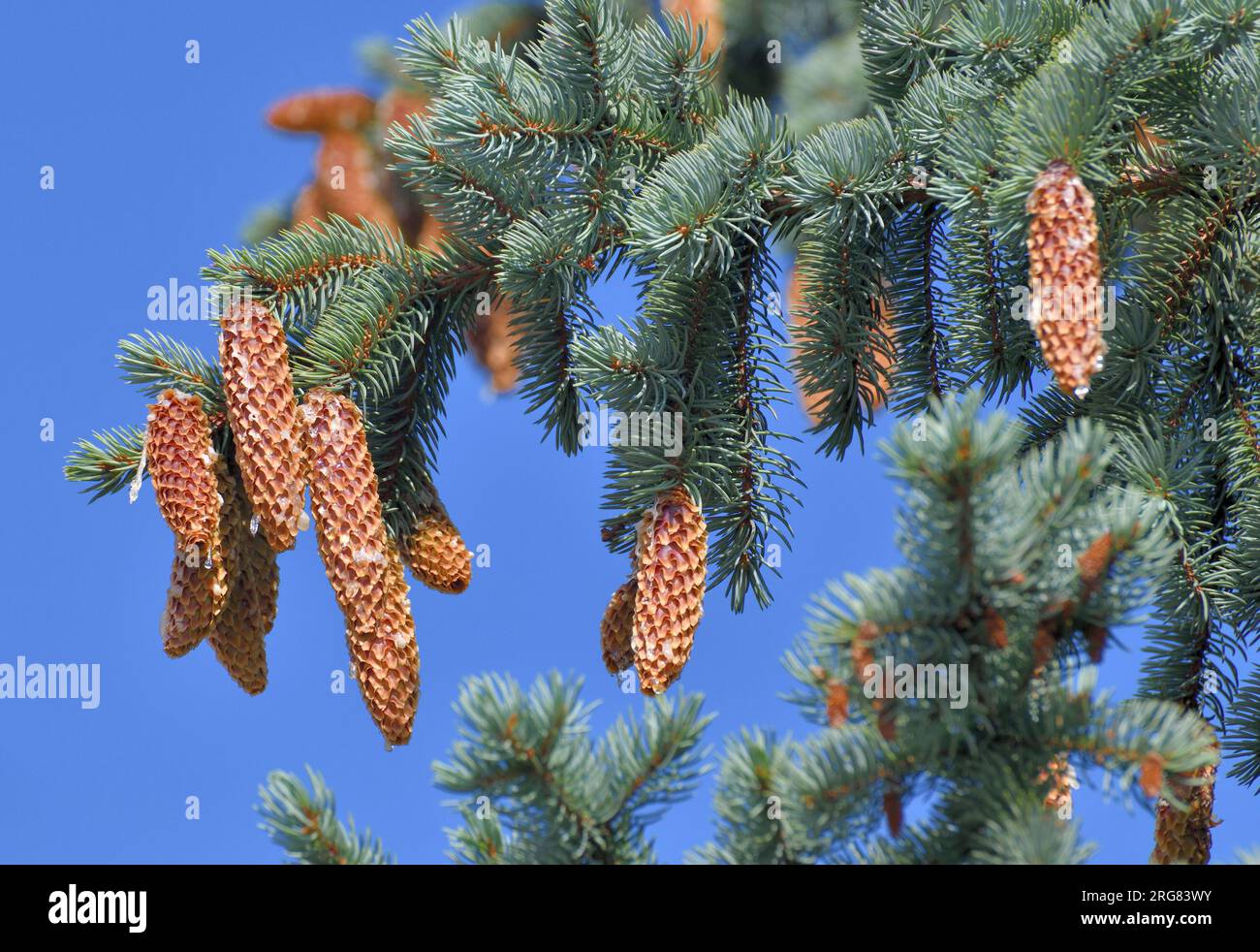 Spruce branches with lots of cones Stock Photo - Alamy