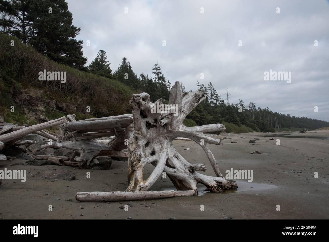 Pacific Rim National Park at west coast of Vancouver Island is covered ...